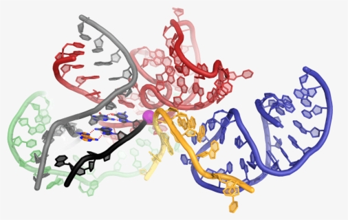 Download Dna And Rna Clip Art - ClipartKey