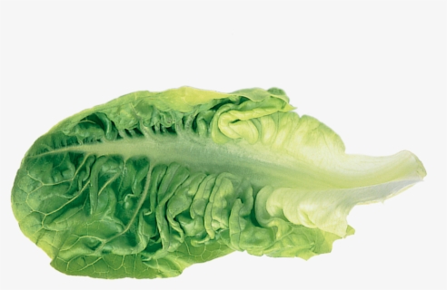 Romaine Lettuce Leaf Vegetable Salad Leaf Lettuce - Latus Leaf , Free ...