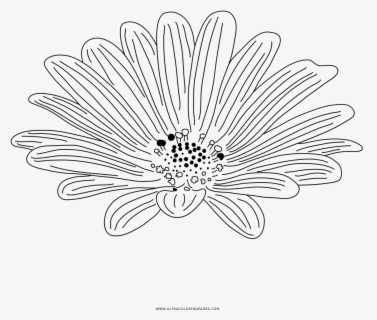 Transparent Daisy Outline Png - Flower Outline Transparent Background ...