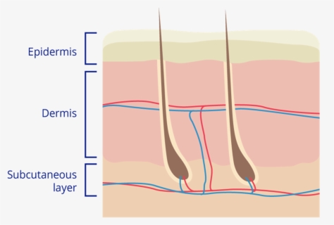 Skin Clipart Skin Diagram - Labeled Dermis Layer Of Skin , Free ...
