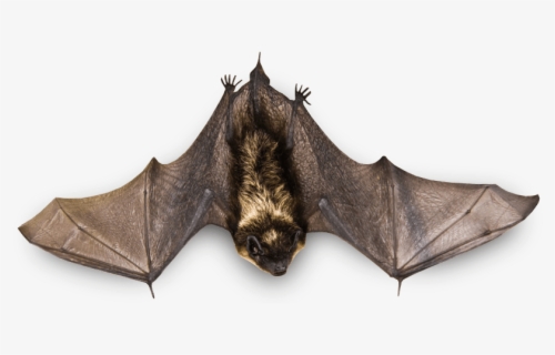 Flying Bats Gif High Resolution Clipart , Png Download - Bat Gif Png ...