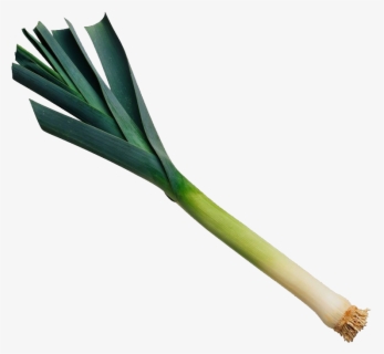 Leek Png , Free Transparent Clipart - ClipartKey