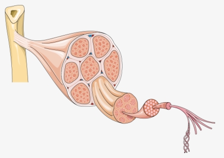 Muscle Fiber Diagram Unlabeled , Free Transparent Clipart - ClipartKey