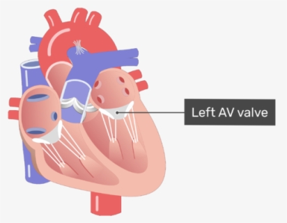 Interior View Of The Heart Valves - Heart Anatomy Cartoon , Free ...