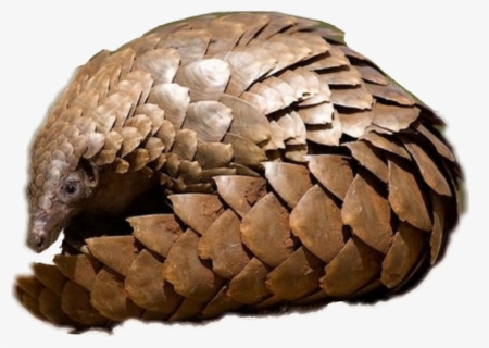 #pangolin #cute#freetoeditsticker - Pengalon Animal , Free Transparent ...