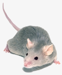 White Mouse Transparent Background - Grey Fancy Mouse , Free ...