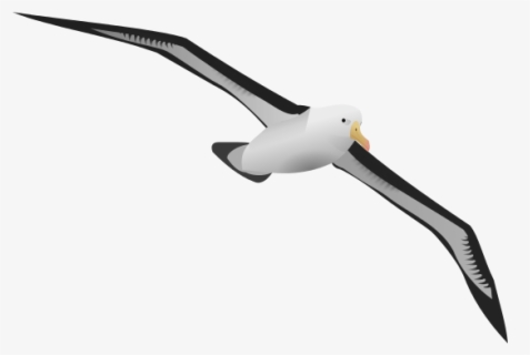 Albatross Clipart Seagal - Pokemon Wingull , Free Transparent Clipart ...