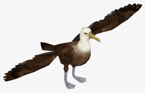 Albatross Clipart Seagal - Pokemon Wingull , Free Transparent Clipart ...