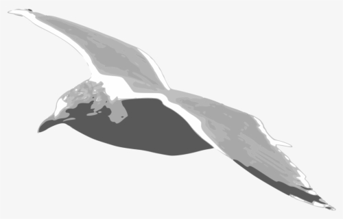 Albatross Clipart Seagal - Pokemon Wingull , Free Transparent Clipart ...