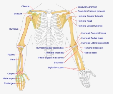 Cartoon Skeleton Arm Png , Free Transparent Clipart - ClipartKey