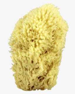 Bath Sponge Png - Sea Sponge Transparent Background , Free Transparent ...