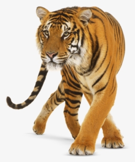 Transparent Running Png - Full Hd Tiger Png , Free Transparent Clipart ...