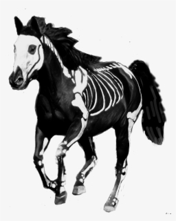 Sso Skeleton Horse , Free Transparent Clipart - ClipartKey
