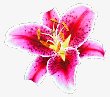 Free Lily Clip Art with No Background - ClipartKey