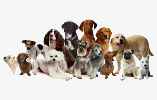 Pet Clipart Many Dog - Transparent Background Dog Cartoon Png , Free ...