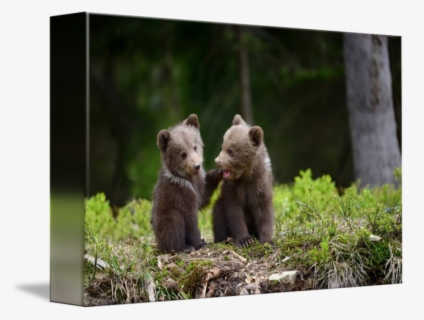 Transparent Bear Cub Clipart - Two Bear Cubs , Free Transparent Clipart ...