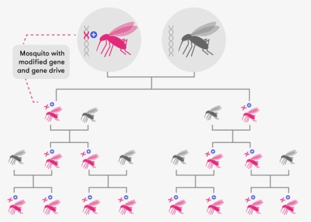 A Diagram Showing The Inheritance Pattern Of A Modified , Free ...