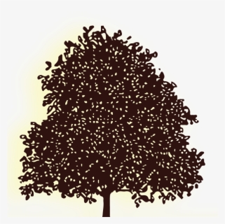 Plane-tree Family , Free Transparent Clipart - ClipartKey