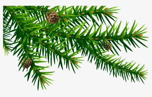 Transparent Pine Branches Clipart - Pine Border Clip Art , Free ...