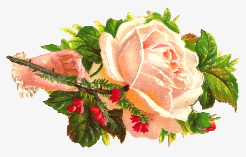 Free Victorian Rose Clip Art Wallpaper Background - Garden Roses , Free ...