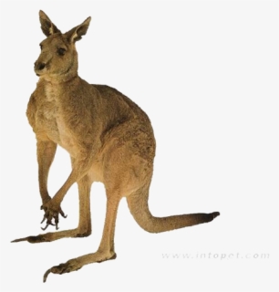 Clip Art Pictures Of Marsupial Animals - Kangaroo Png , Free ...