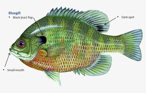 Bluegill 2 Clip Art Download - Easy Small Fish Black And White , Free ...