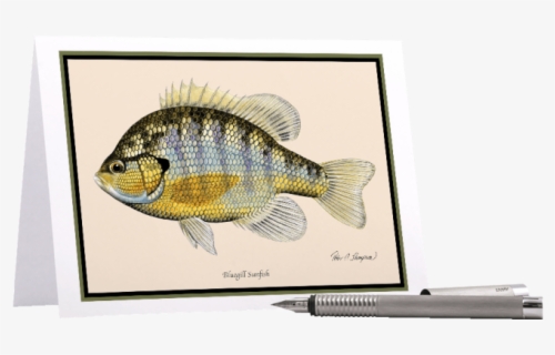 Bluegill Fish , Free Transparent Clipart - ClipartKey