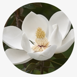 Clip Art Magnolia Flower Clipart - White Magnolia Flower Png , Free ...