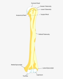 Clip Art The Bones Lower - Femur Anterior And Posterior , Free ...