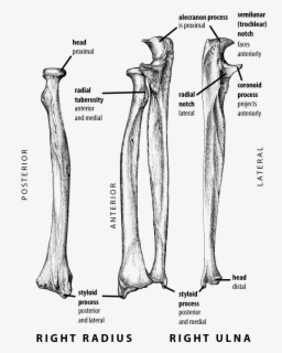 Clip Art The Bones Lower - Femur Anterior And Posterior , Free ...