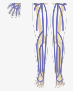 #veins - Human Veins Texture , Free Transparent Clipart - ClipartKey
