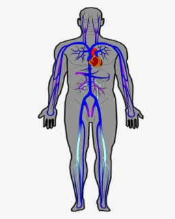 #veins - Human Veins Texture , Free Transparent Clipart - ClipartKey