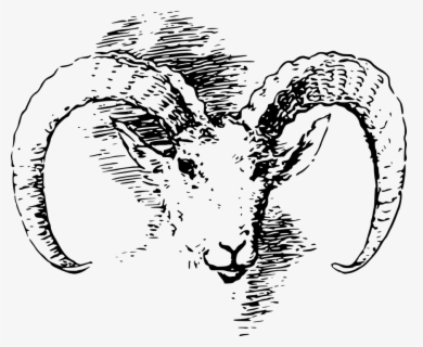 Transparent Ram Animal Png - Sheep Ram , Free Transparent Clipart ...