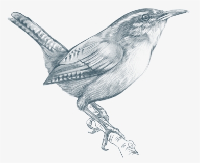 Transparent Mockingbird Png - Northern Mockingbird Png , Free ...