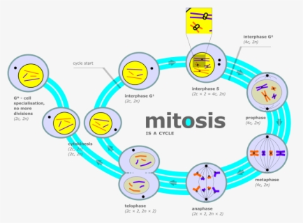 Cytokinesis Drawing Animal Cell Diagram - Mitosis Diagram , Free ...