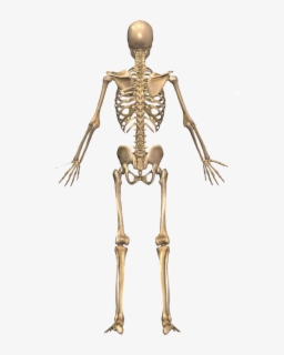 Skeletal System - Human Body Systems , Free Transparent Clipart ...