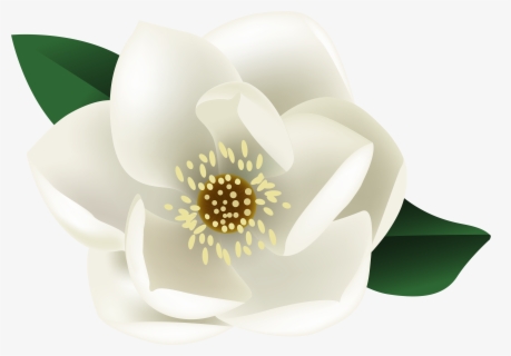 Clip Art Magnolia Flower Clipart - White Magnolia Flower Png , Free ...