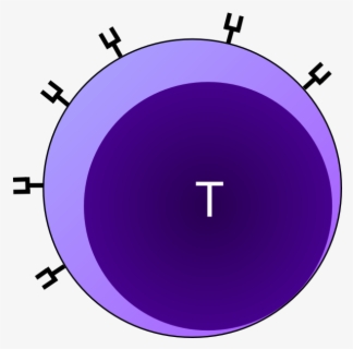 Naive T Cell Clip Art - Circle , Free Transparent Clipart - ClipartKey