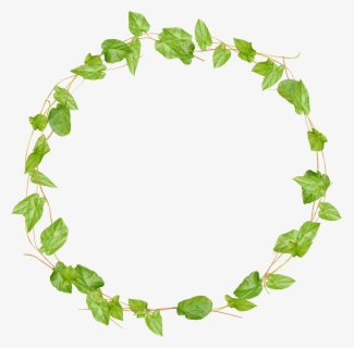 Transparent Ivy Clipart - Transparent Background Plant Circle Png ...