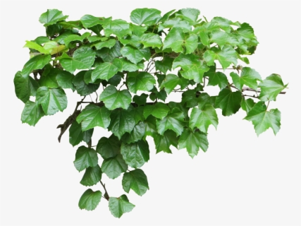 Transparent Ivy Clipart - Transparent Background Plant Circle Png ...