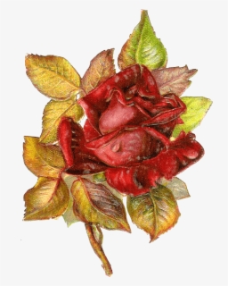 Victorian Rose Clip Art - Transparent Vintage Roses Png , Free ...