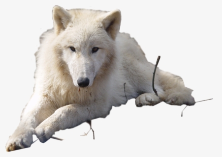 Download Wolf Pack Png Transparent Background - Wolf Pack Transparent ...