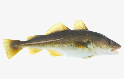 Atlantic Cod Transparent Background , Free Transparent Clipart - ClipartKey