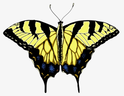 Butterfly Illustrations - Clipart Best - Black Swallowtail Butterfly ...