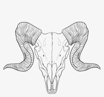 Cute Skeleton Lineart - Ram Skull Line Drawing , Free Transparent ...