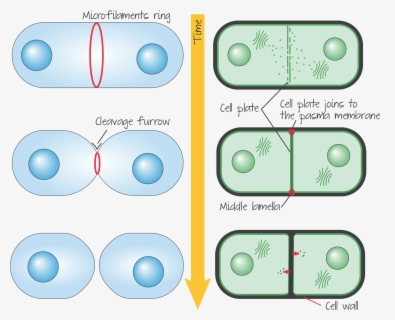 This Illustration Shows Cytokinesis In A Typical Animal - Cytokinesis ...
