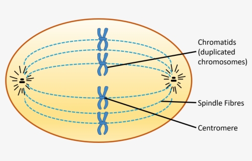 Cell Nucleus In Interphase , Free Transparent Clipart - ClipartKey