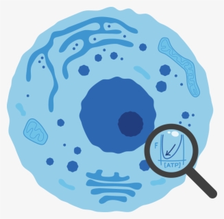 Cell Cycle In Correct Sequence , Free Transparent Clipart - ClipartKey