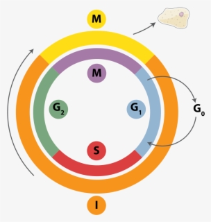 Cell Cycle In Correct Sequence , Free Transparent Clipart - ClipartKey