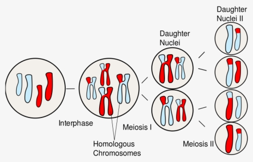 Meiosis Clipart , Free Transparent Clipart - ClipartKey